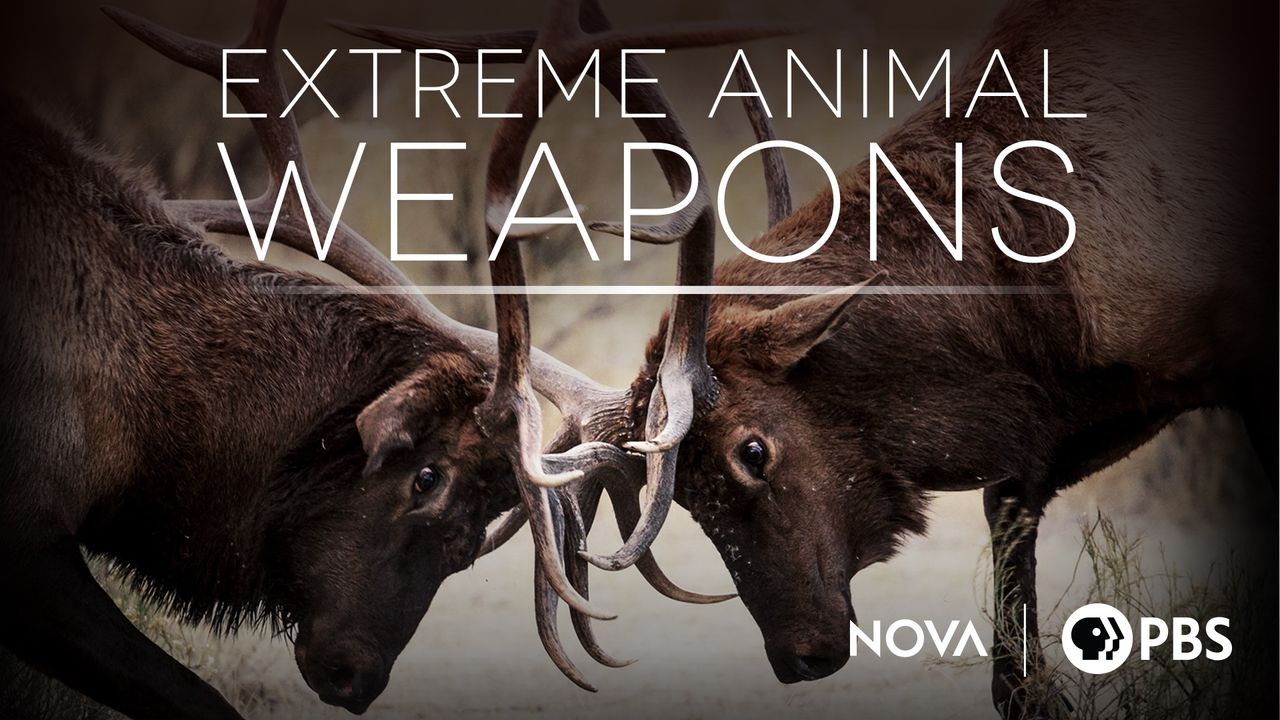 Extreme Animal Weapons: Where to Watch and Stream Online | Reelgood