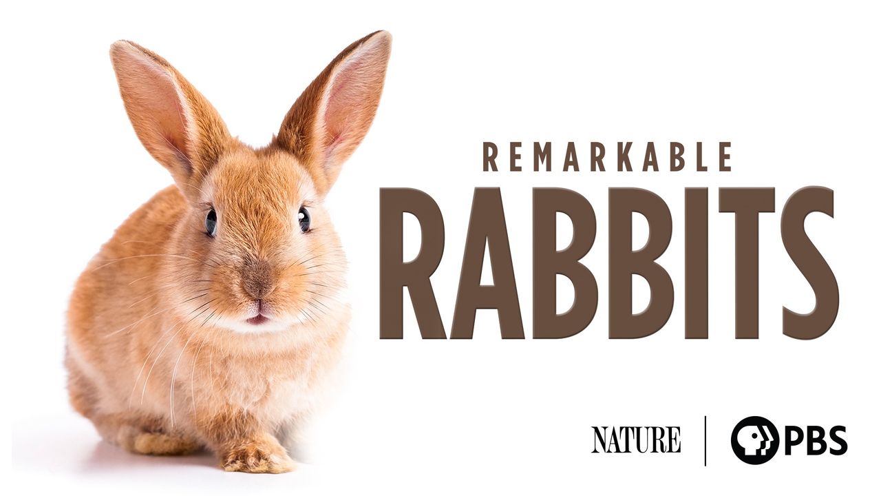 Remarkable Rabbits: Where to Watch and Stream Online | Reelgood