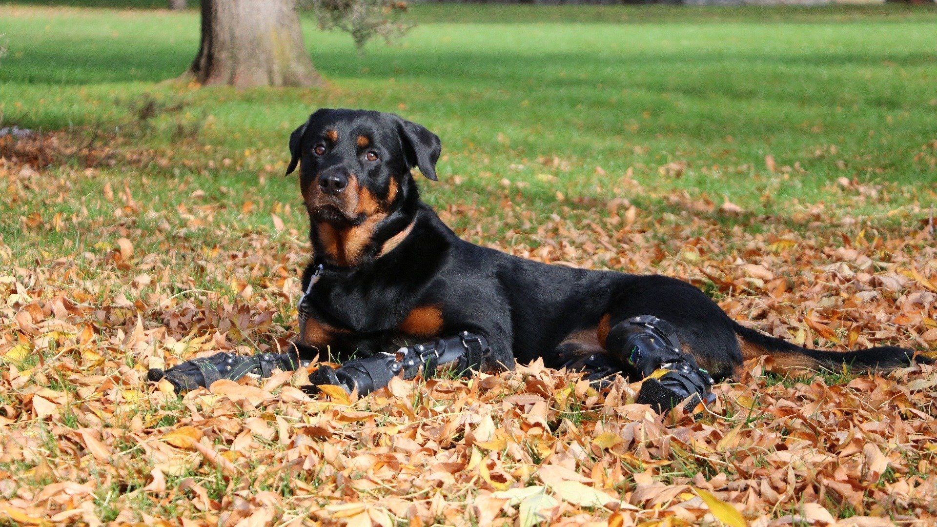 Forever Faithful (2018) - Where to Watch It Streaming Online | Reelgood