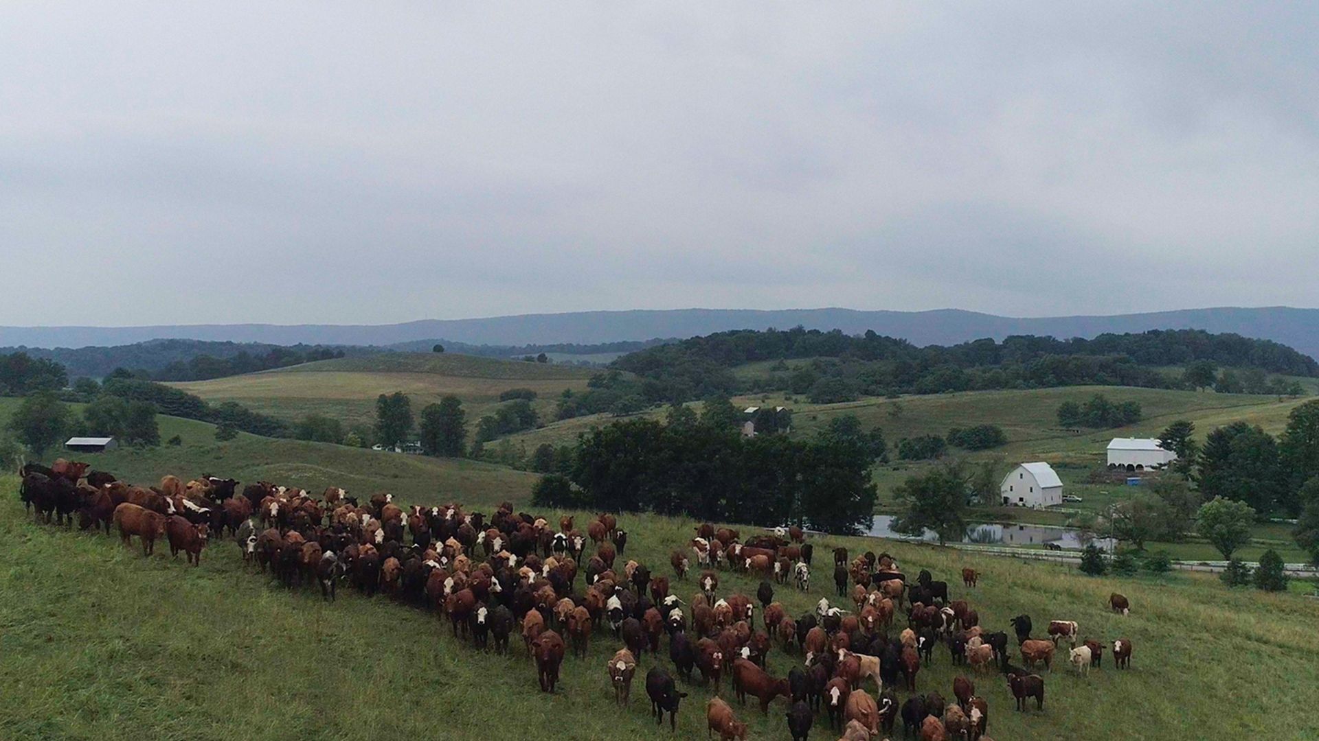 Sustenance (2020) - Watch on Hoopla, Kanopy, Tubi, Vudu, and Streaming Online | Reelgood