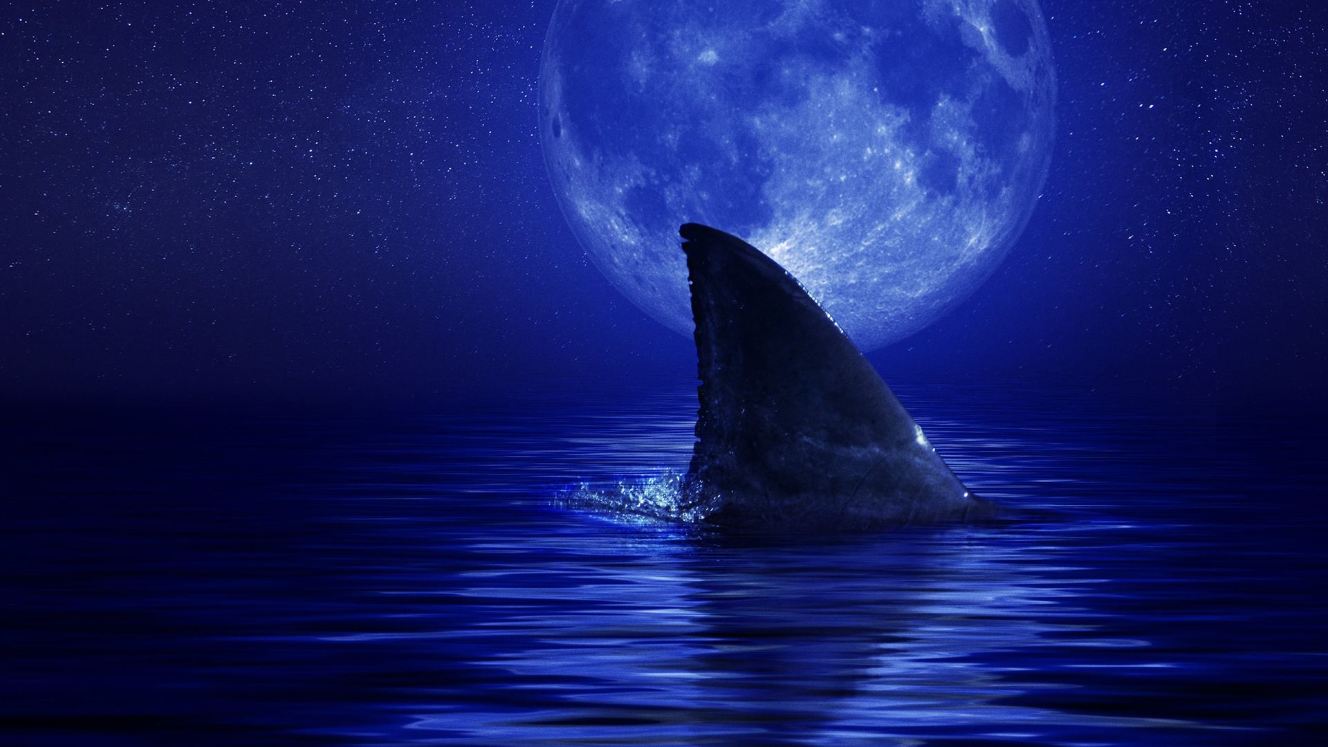 Shark Side of the Moon - Watch on Disney+ or Streaming Online | Reelgood