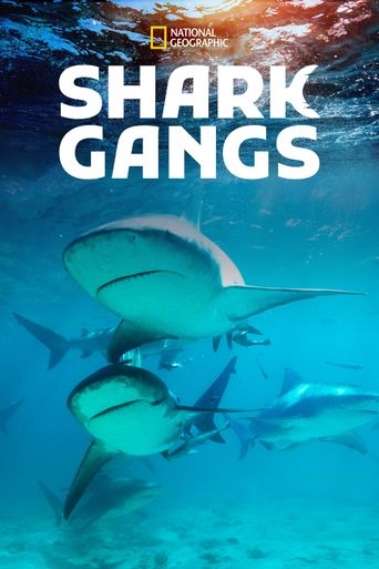Shark Gangs (2021): Where to Watch and Stream Online | Reelgood