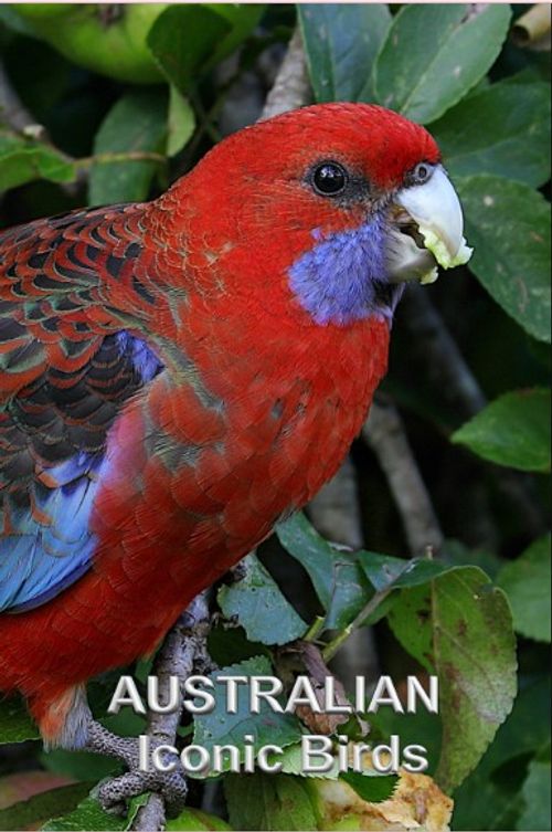 Australian Iconic Birds (2021): Where to Watch and Stream Online | Reelgood