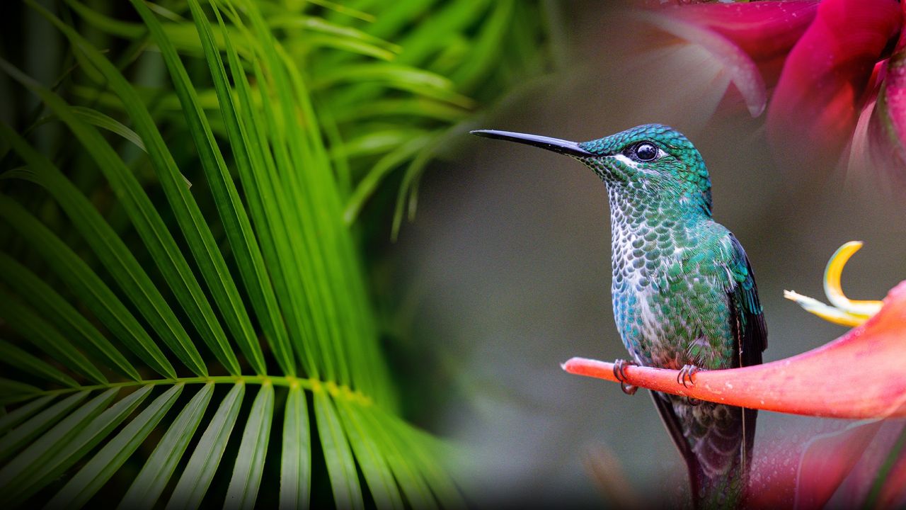 The Hummingbird Effect: Where to Watch and Stream Online | Reelgood