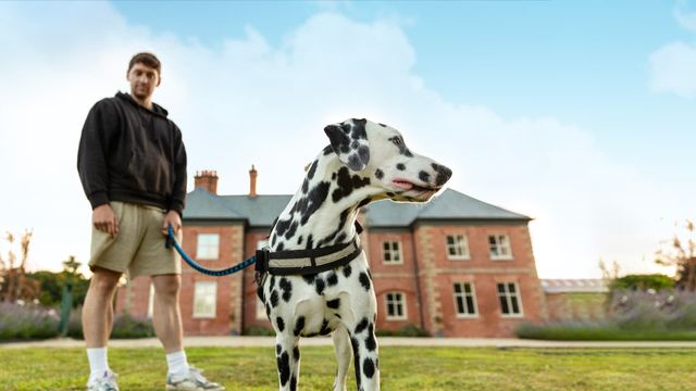The Dog Academy: Where to Watch and Stream Online | Reelgood