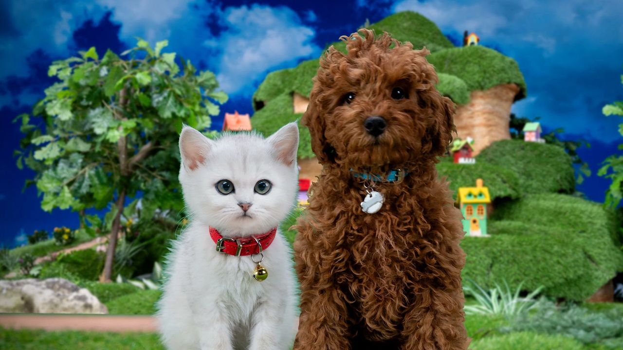 Mittens & Pants: Where to Watch and Stream Online | Reelgood