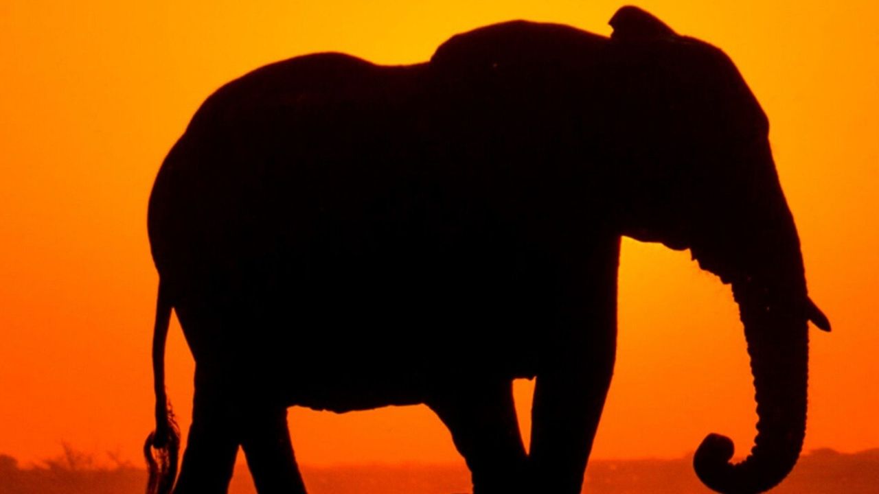 My Animal Friends: Where to Watch and Stream Online | Reelgood