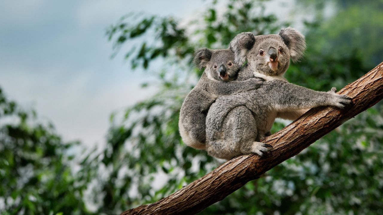 Just Animals: Where to Watch and Stream Online | Reelgood