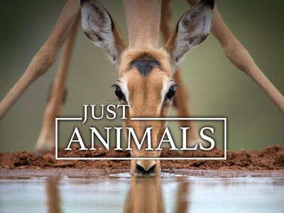 Just Animals Season 1: Where To Watch Every Episode | Reelgood