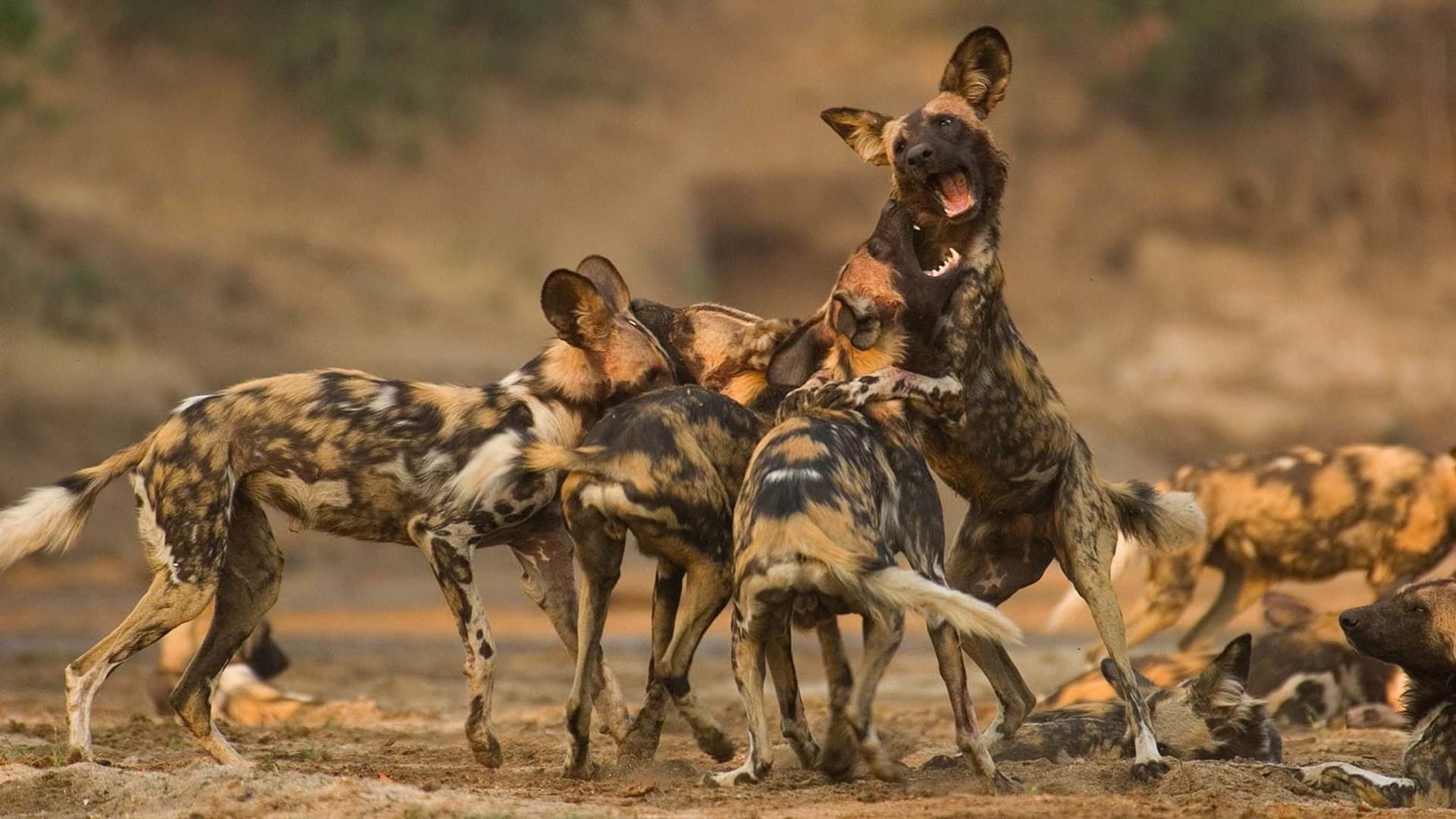 Pack Of Wild Dogs Running