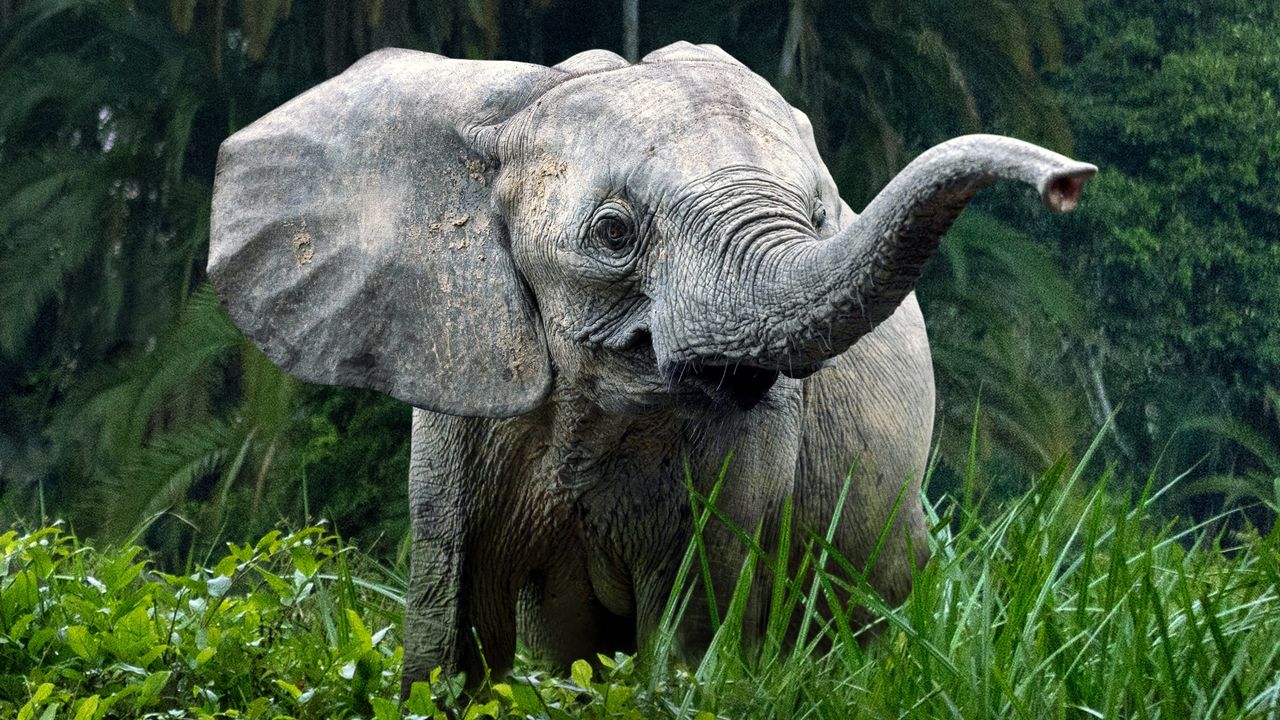 Secrets of the Elephants: Where to Watch and Stream Online | Reelgood
