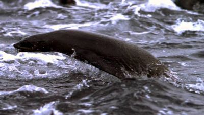 The Planet Earth Diaries: Where to Watch and Stream Online | Reelgood