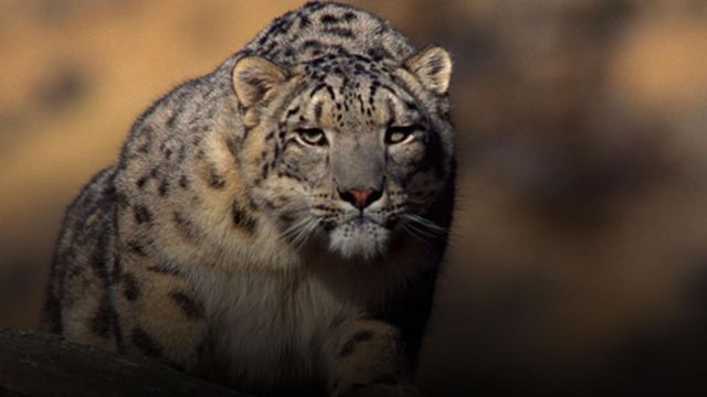 The Planet Earth Diaries: Where to Watch and Stream Online | Reelgood