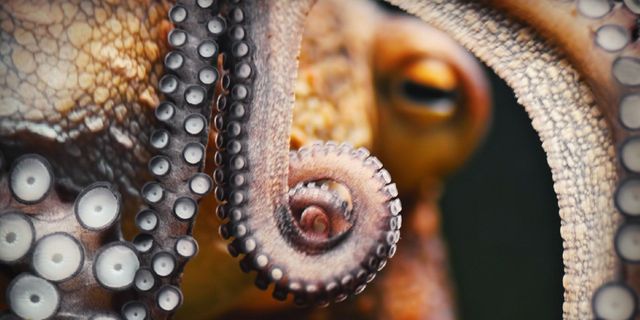 The Cryptid Factor Season 1: Where To Watch Every Episode | Reelgood