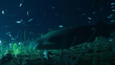 OceanXplorers: Where to Watch and Stream Online | Reelgood