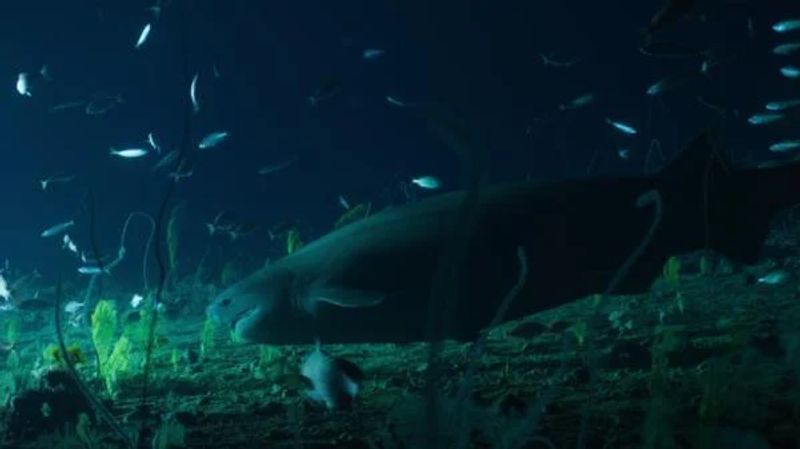 OceanXplorers: Where to Watch and Stream Online | Reelgood