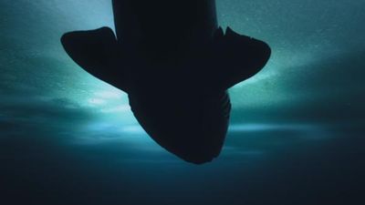 OceanXplorers: Where to Watch and Stream Online | Reelgood