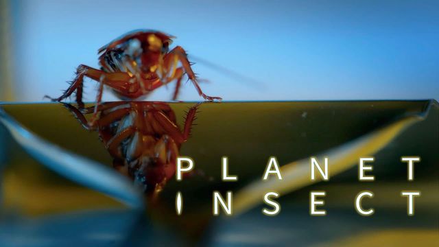 Planet Insect Season 1: Where To Watch Every Episode | Reelgood