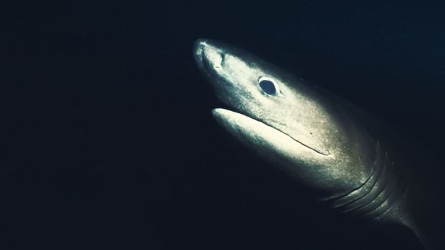 Alien Sharks: Greatest Hits: Where to Watch and Stream Online | Reelgood