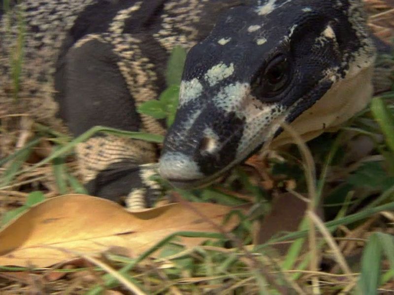 Monsters Resurrected: Where to Watch and Stream Online | Reelgood