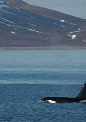 Deep Sea Killers: Where to Watch and Stream Online | Reelgood