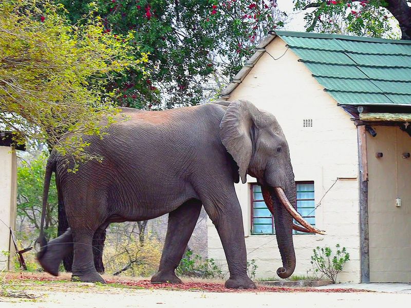 Mysterious Creatures with Forrest Galante: Where to Watch and Stream Online | Reelgood