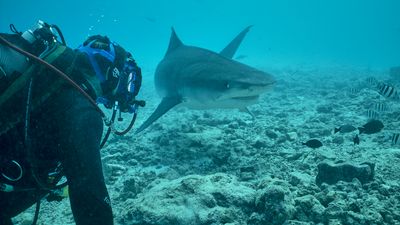 Most Extreme Sharks: Where to Watch and Stream Online | Reelgood