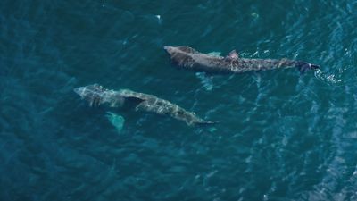 Most Extreme Sharks: Where to Watch and Stream Online | Reelgood