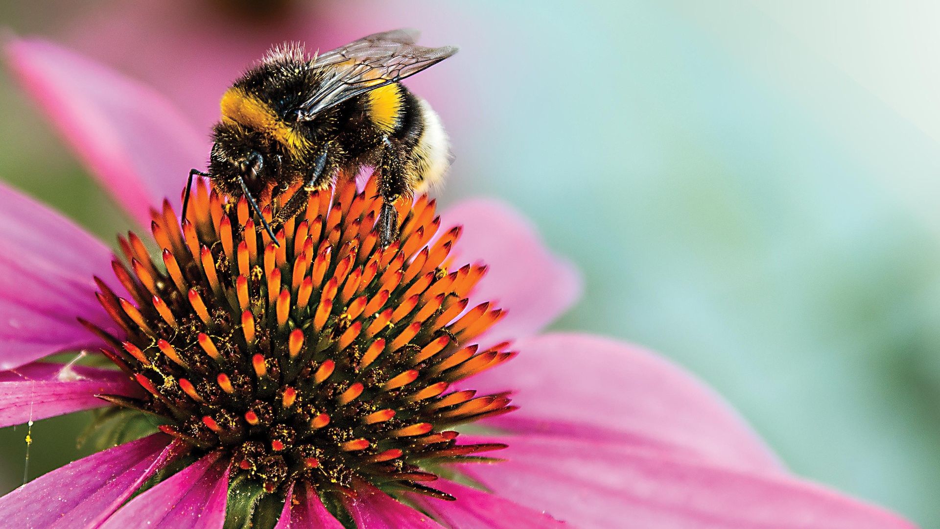 Plant Science: An Introduction to Botany - Watch Episodes on Great ...