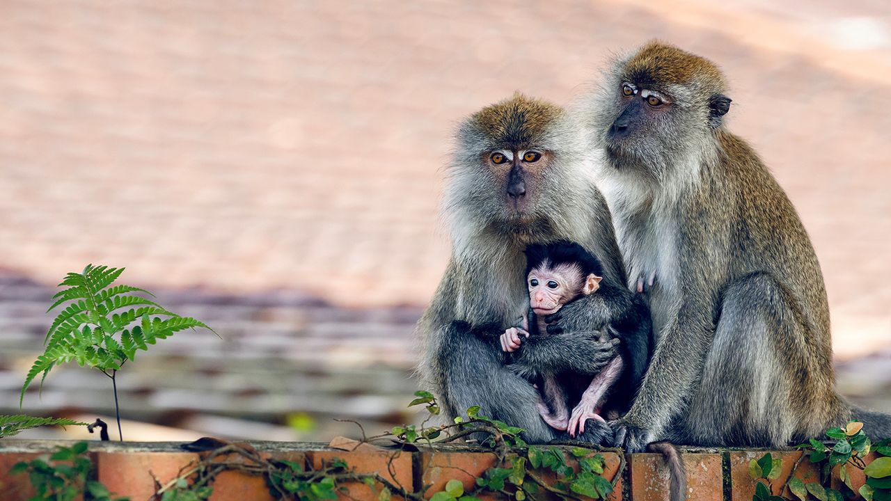 Macaque Island Season 1: Where To Watch Every Episode | Reelgood