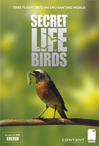 Iolo's Secret Life of Birds: Where to Watch and Stream Online | Reelgood