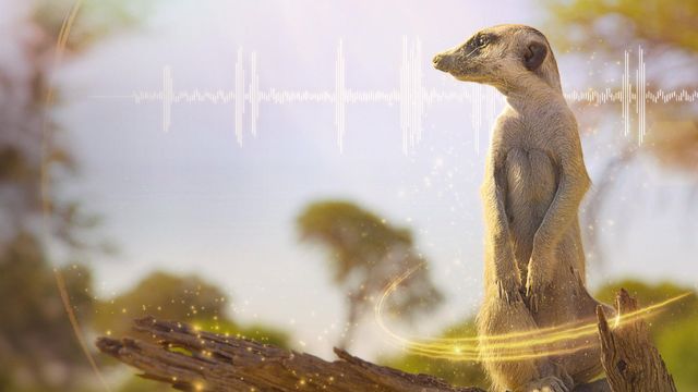 Animal Genius Season 1: Where To Watch Every Episode | Reelgood