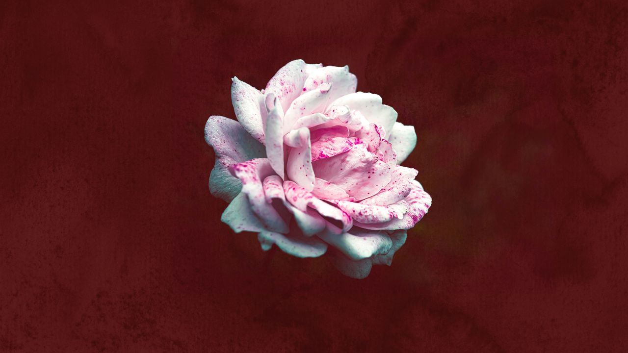 Deadly Dates: Where to Watch and Stream Online | Reelgood