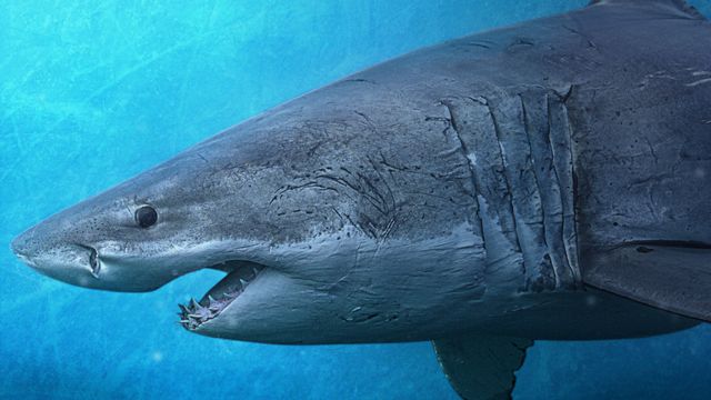 Super Shark Highway: Where to Watch and Stream Online | Reelgood
