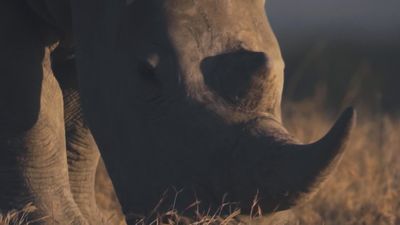 The Great Rhino Robbery: Where to Watch and Stream Online | Reelgood