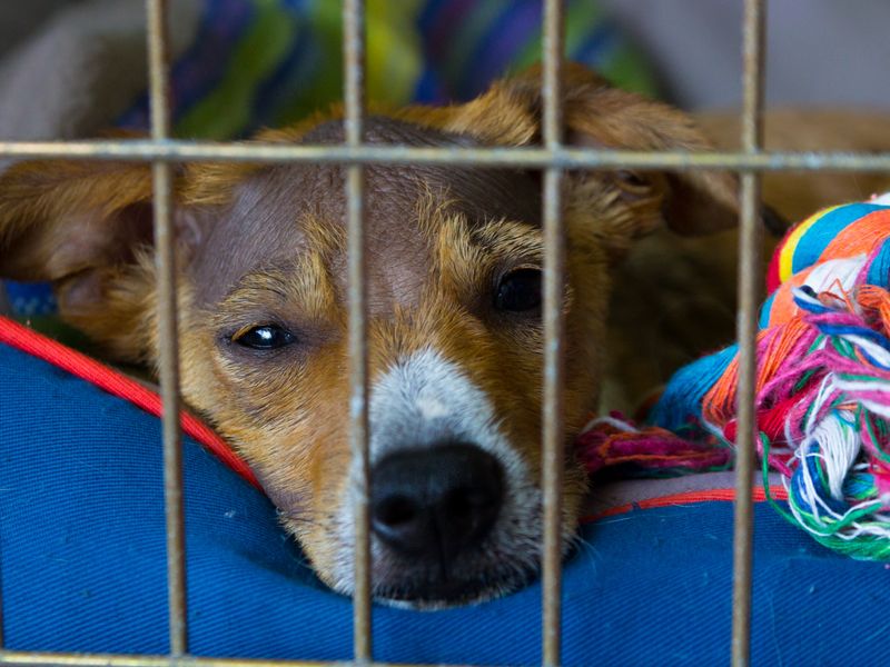 Animal Cops: Houston: Where to Watch and Stream Online | Reelgood