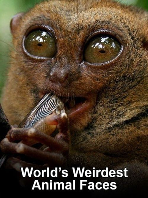 World's Weirdest Animal Faces: User Lists | Reelgood