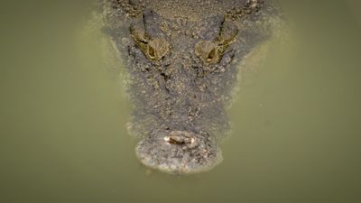 Decoding Danger Season 1: Where To Watch Every Episode | Reelgood