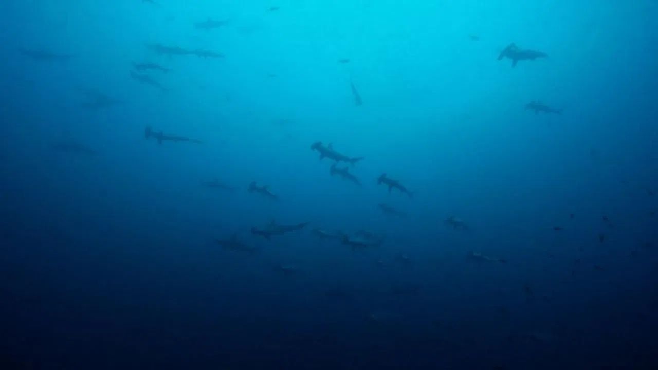 Oceans: Where to Watch and Stream Online | Reelgood