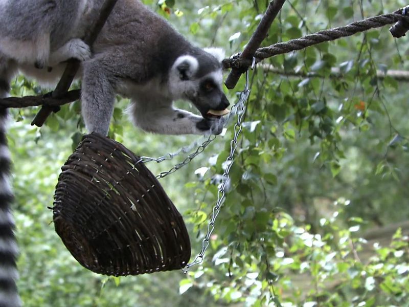 Monkey Life: Where to Watch and Stream Online | Reelgood