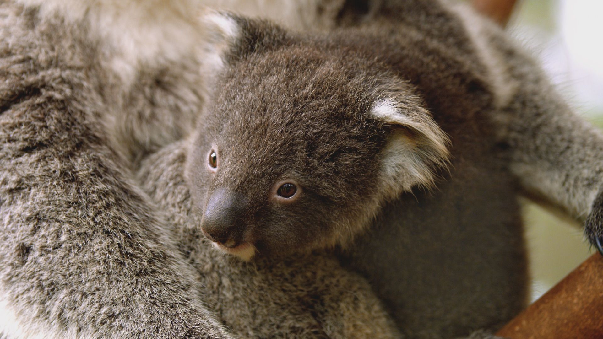 Baby Animals Season 1: Where To Watch Every Episode | Reelgood