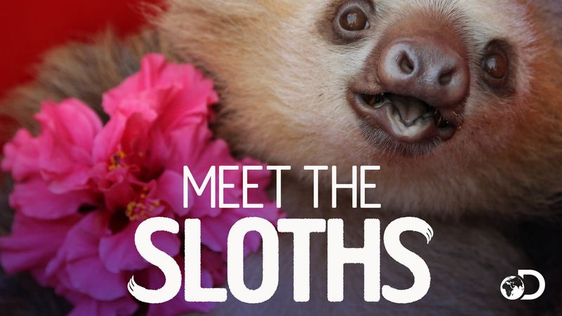 Meet the Sloths Season 1: Where To Watch Every Episode | Reelgood