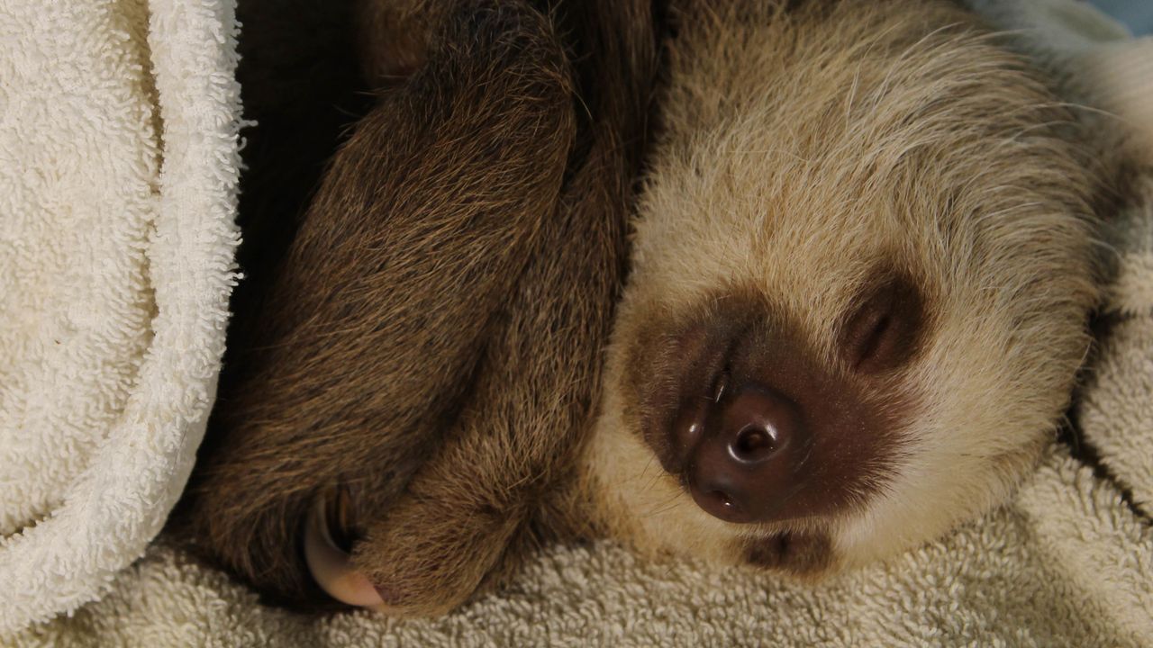 Meet the Sloths Season 1: Where To Watch Every Episode | Reelgood