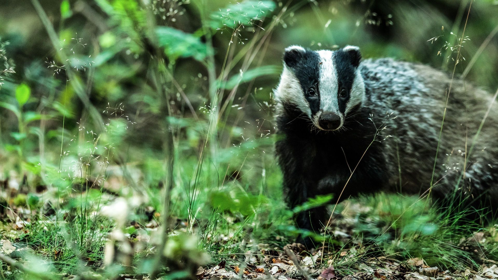 Badgers: Their Secret World: Where to Watch and Stream Online | Reelgood