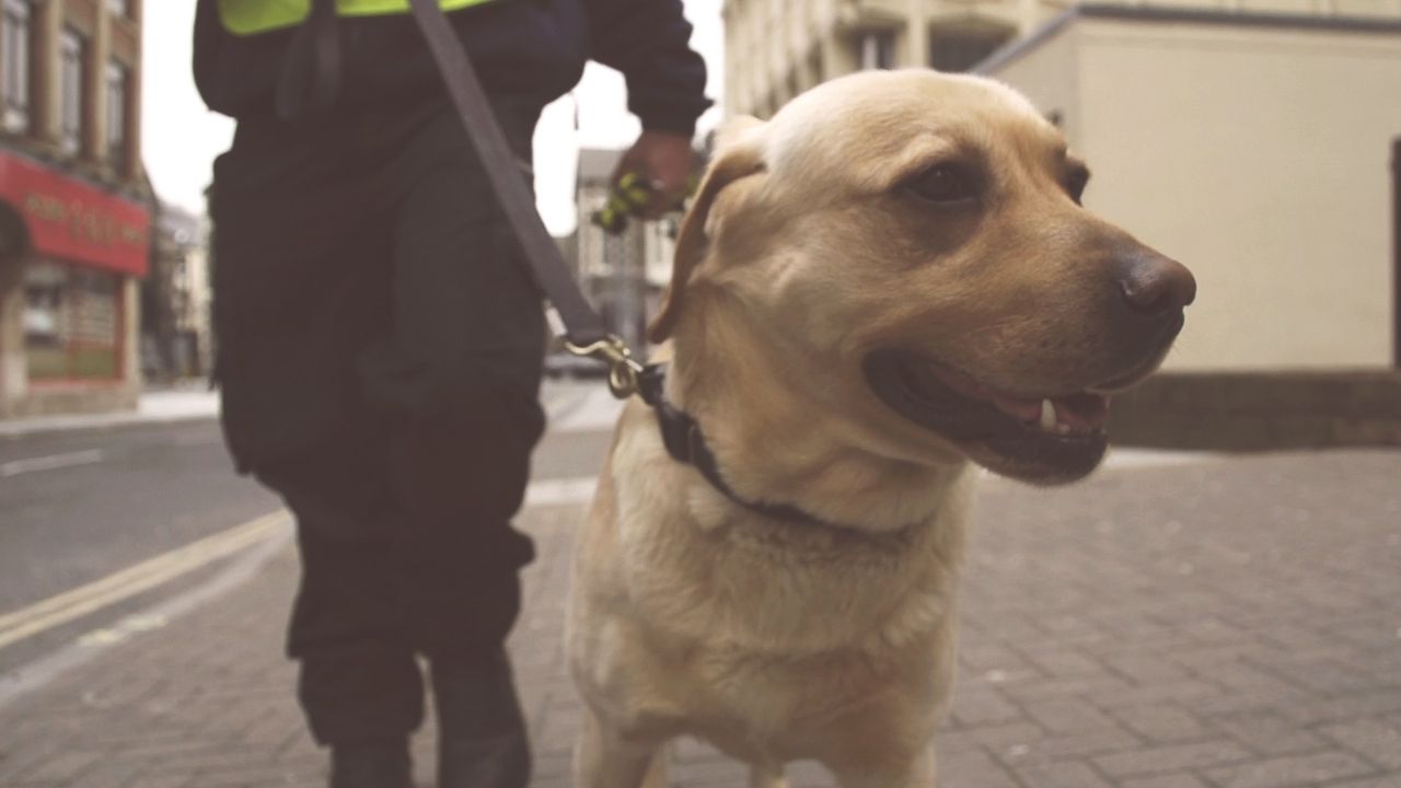 Danger Dogs: Where to Watch and Stream Online | Reelgood