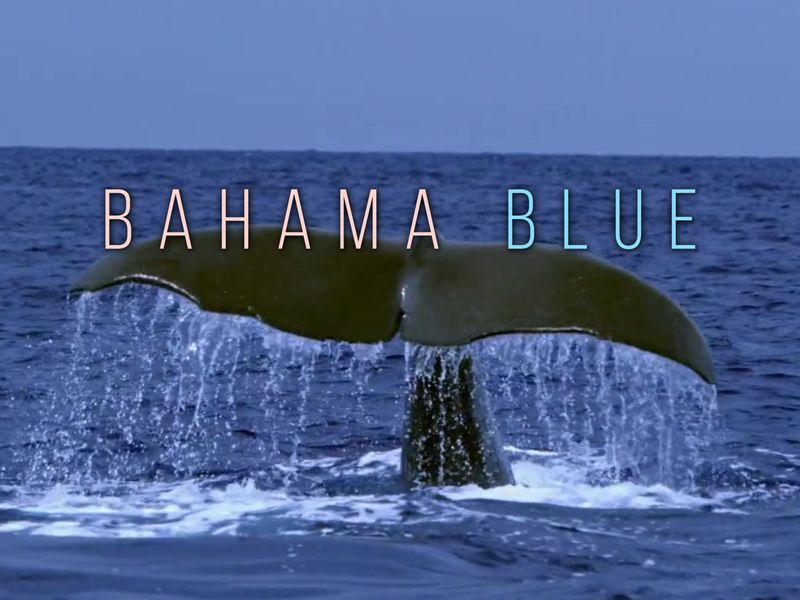 Bahama Blue Season 1: Where To Watch Every Episode | Reelgood