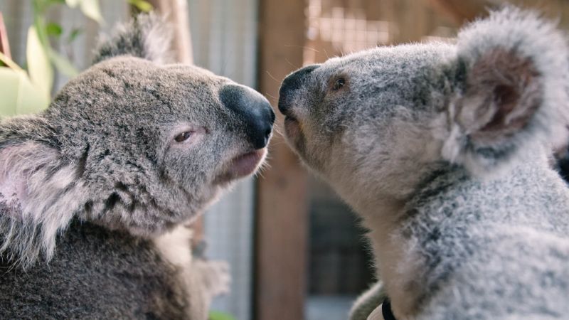 Izzy's Koala World: Where to Watch and Stream Online | Reelgood