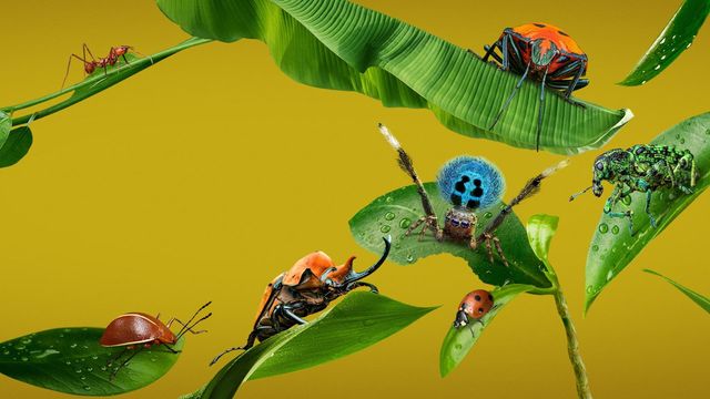 A Real Bug's Life Season 2: Where To Watch Every Episode | Reelgood