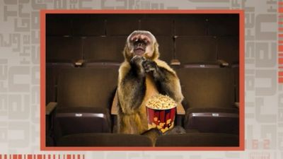 The Gruen Transfer: Where to Watch and Stream Online | Reelgood