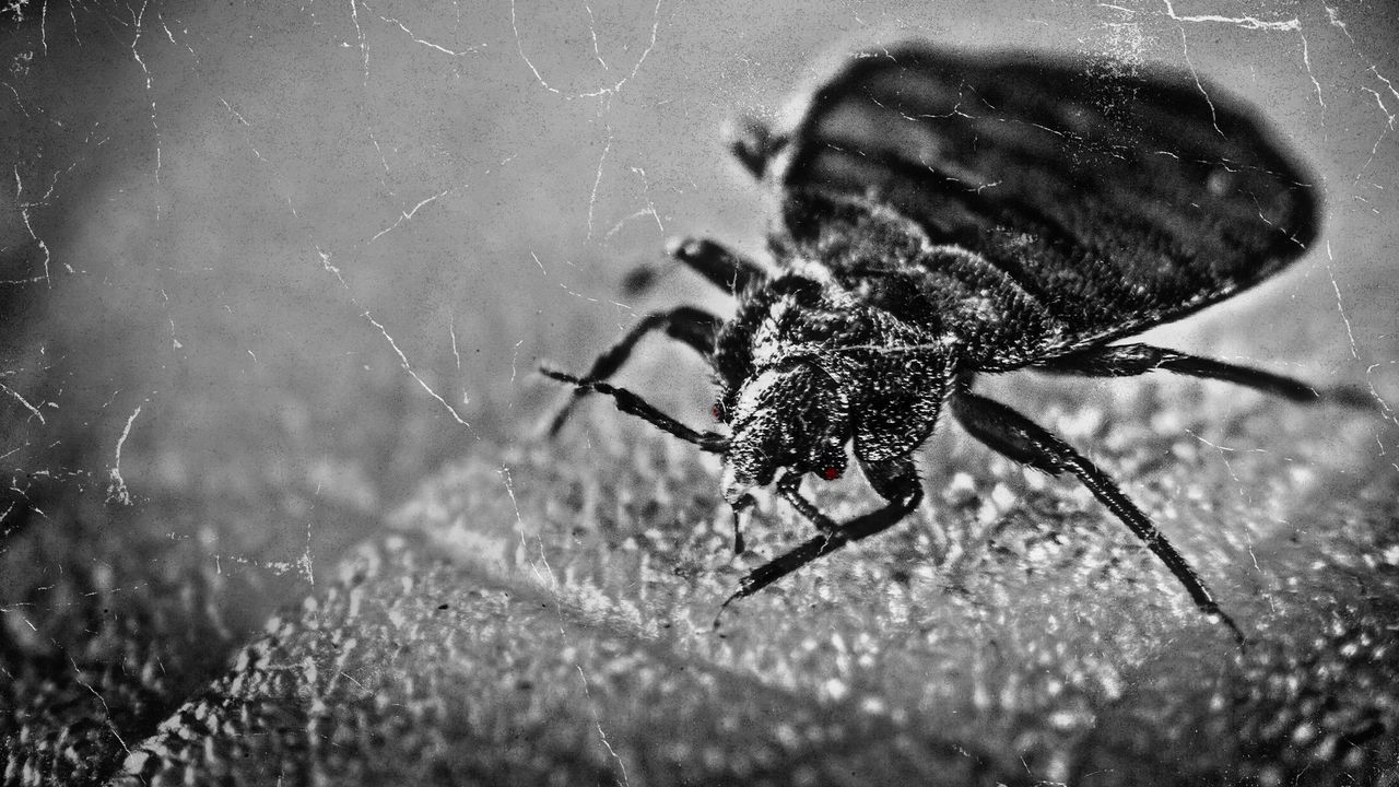 The Big Bed Bug Invasion Season 1 Where To Watch Every Episode Reelgood